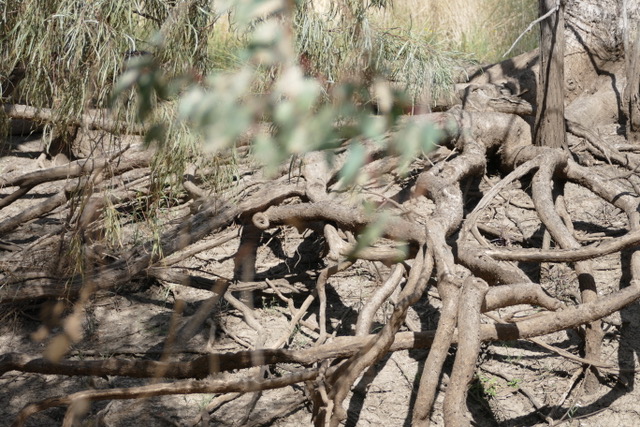 Article: Caring for Indigenous Cultural Philosophies - Australian ...