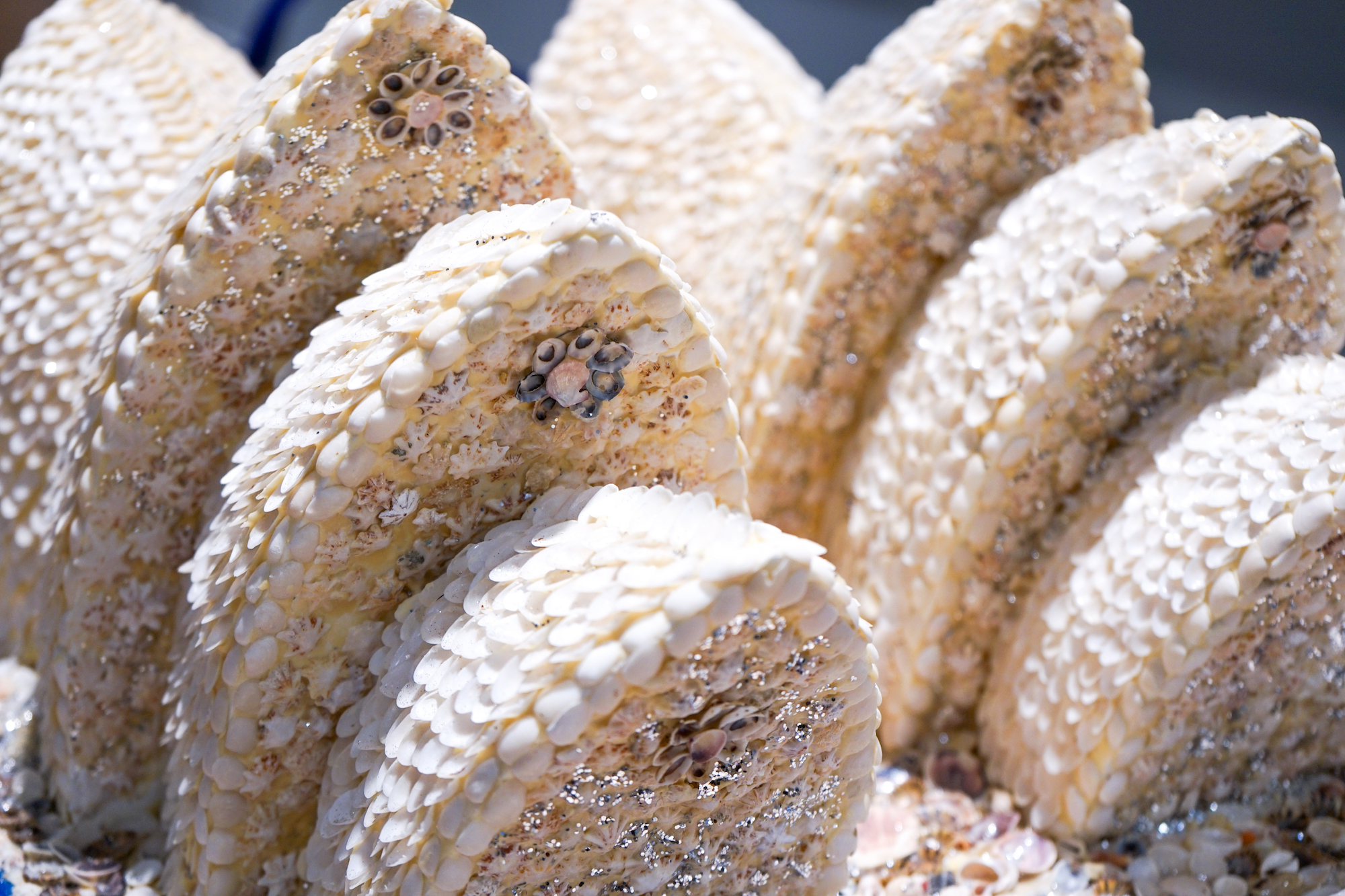 Esme Timbery: Shellwork - Australian Design Centre